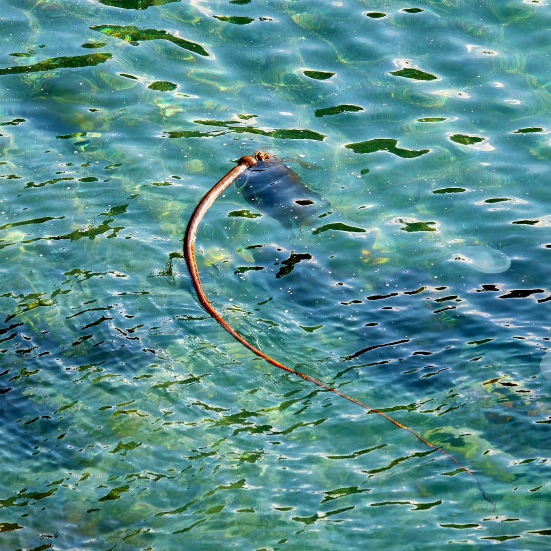 Color the Ocean » FINDING CALIFORNIA